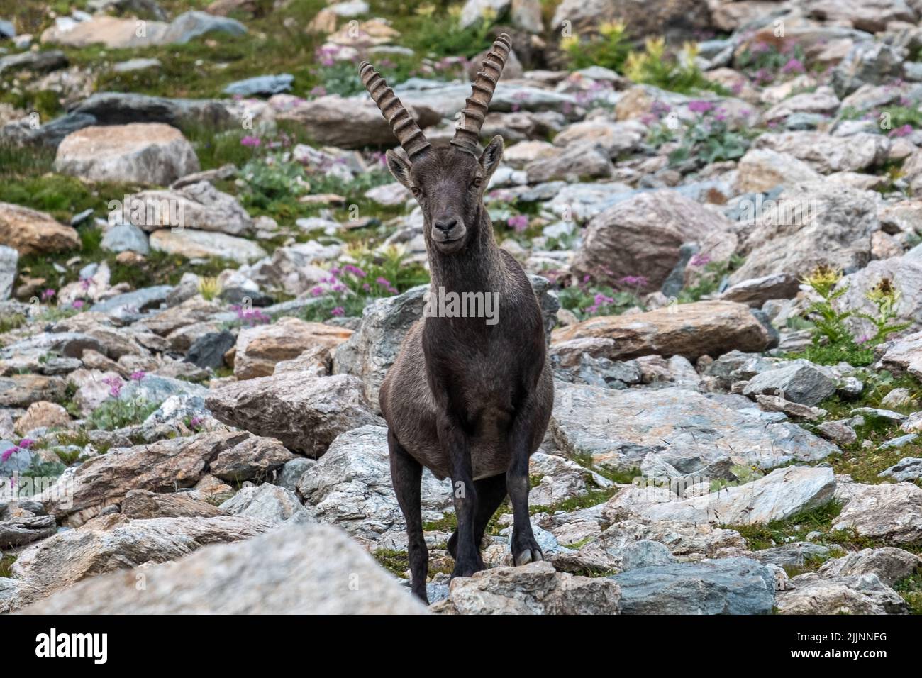 A brown Alpine ibex goat with long, sharp horns on the rocky hill Stock ...