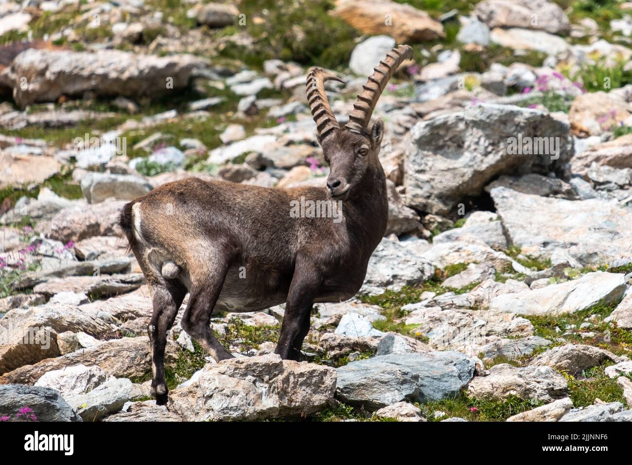 A brown ibex goat with long, sharp horns on the rocky hill Stock Photo ...