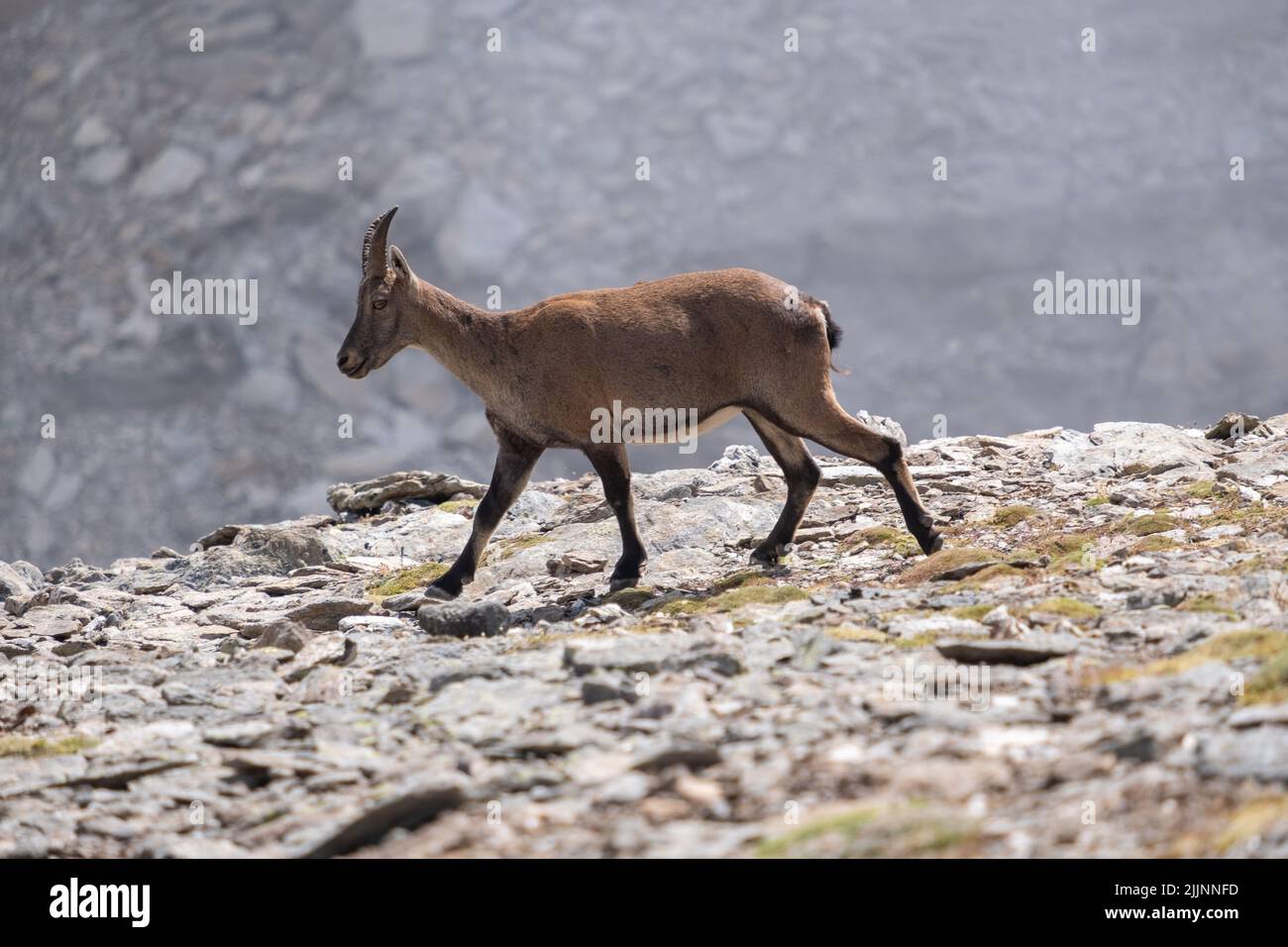 A brown chamois goat with short, sharp horns on the rocky mountain ...