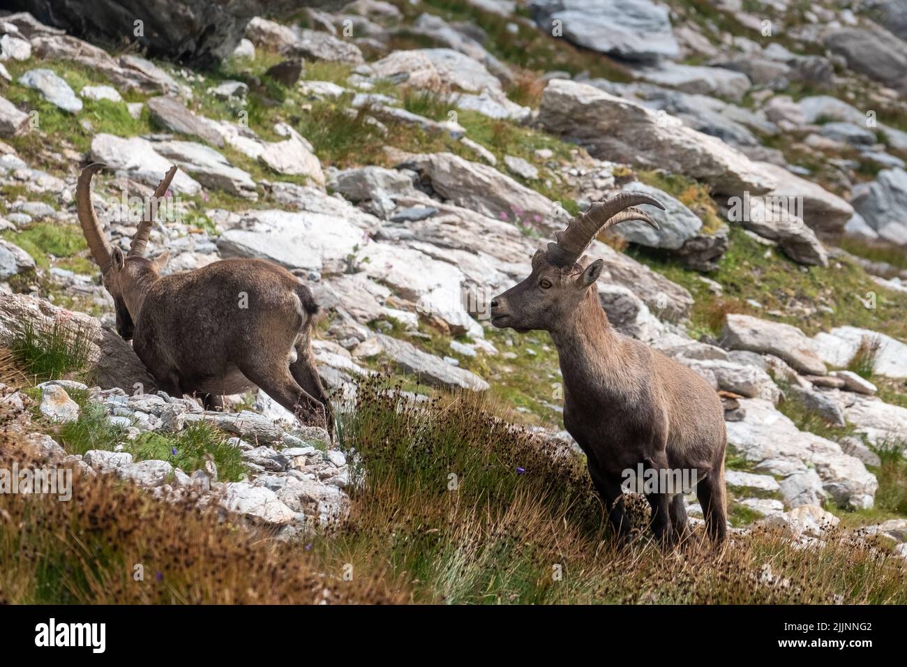 The brown Alpine ibex goats with long, sharp horns on the rocky hill ...