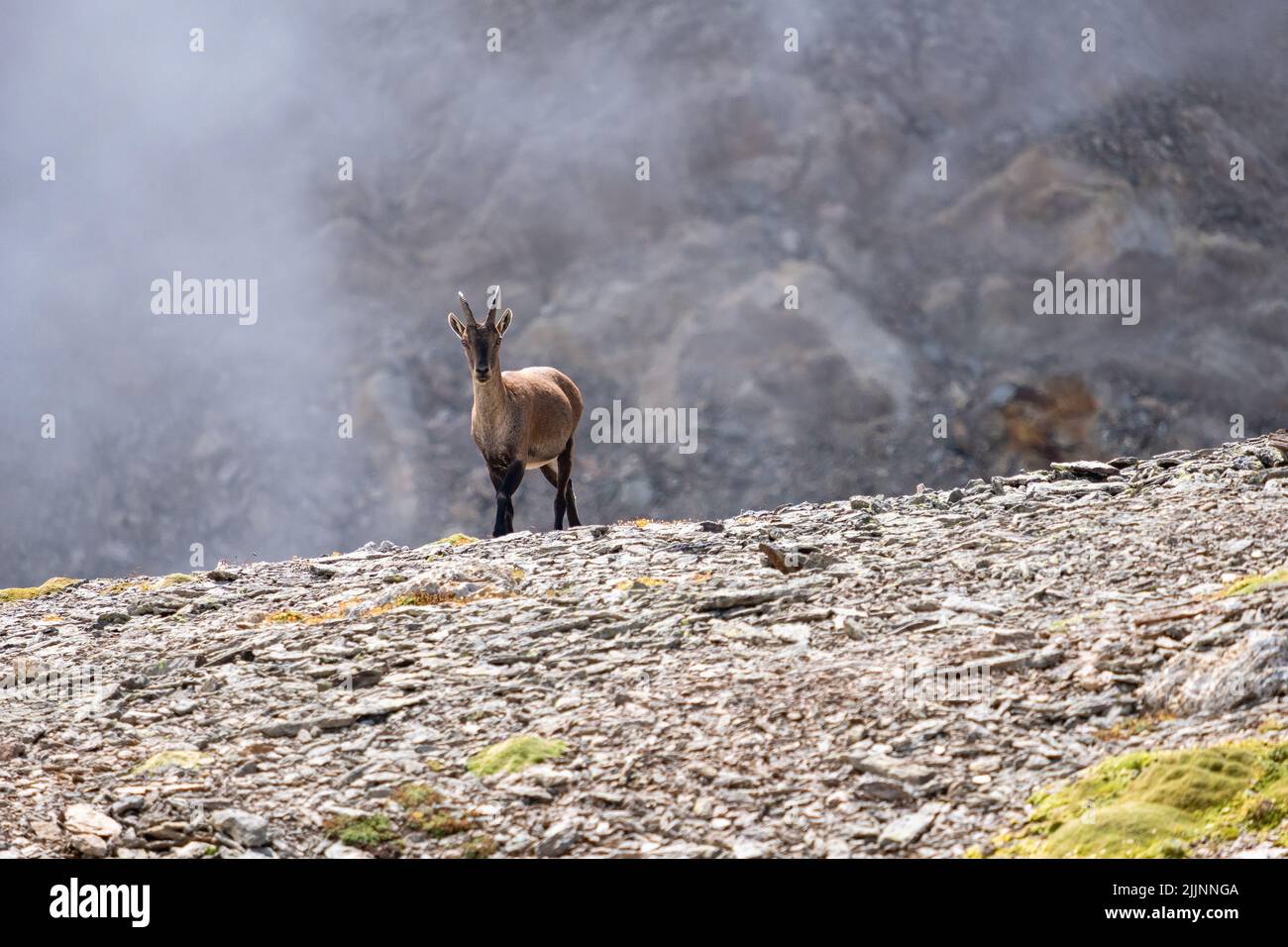 A brown chamois goat with short, sharp horns on the rocky mountain ...