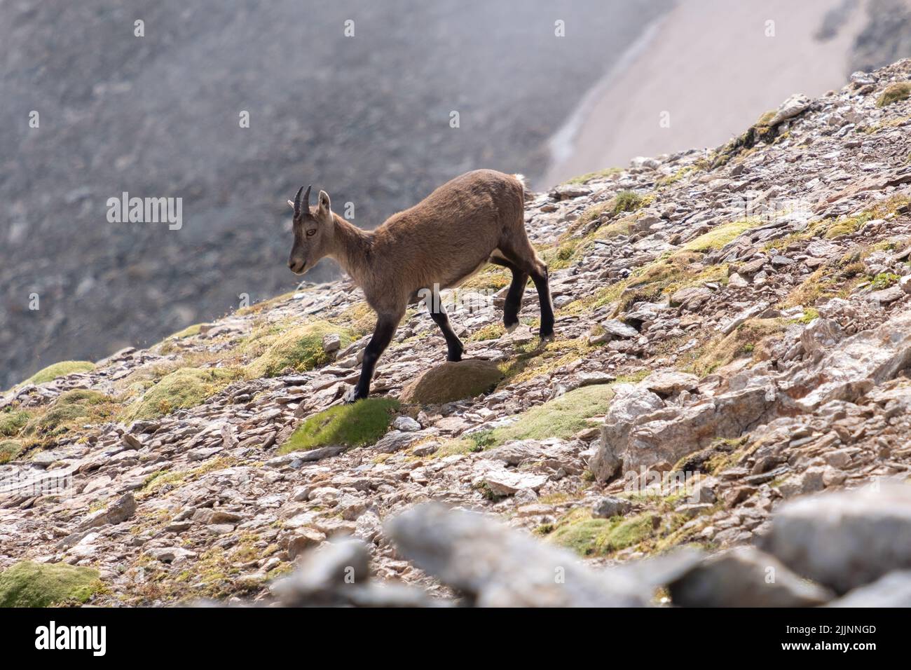 A brown chamois goat with short, sharp horns on the rocky mountain ...