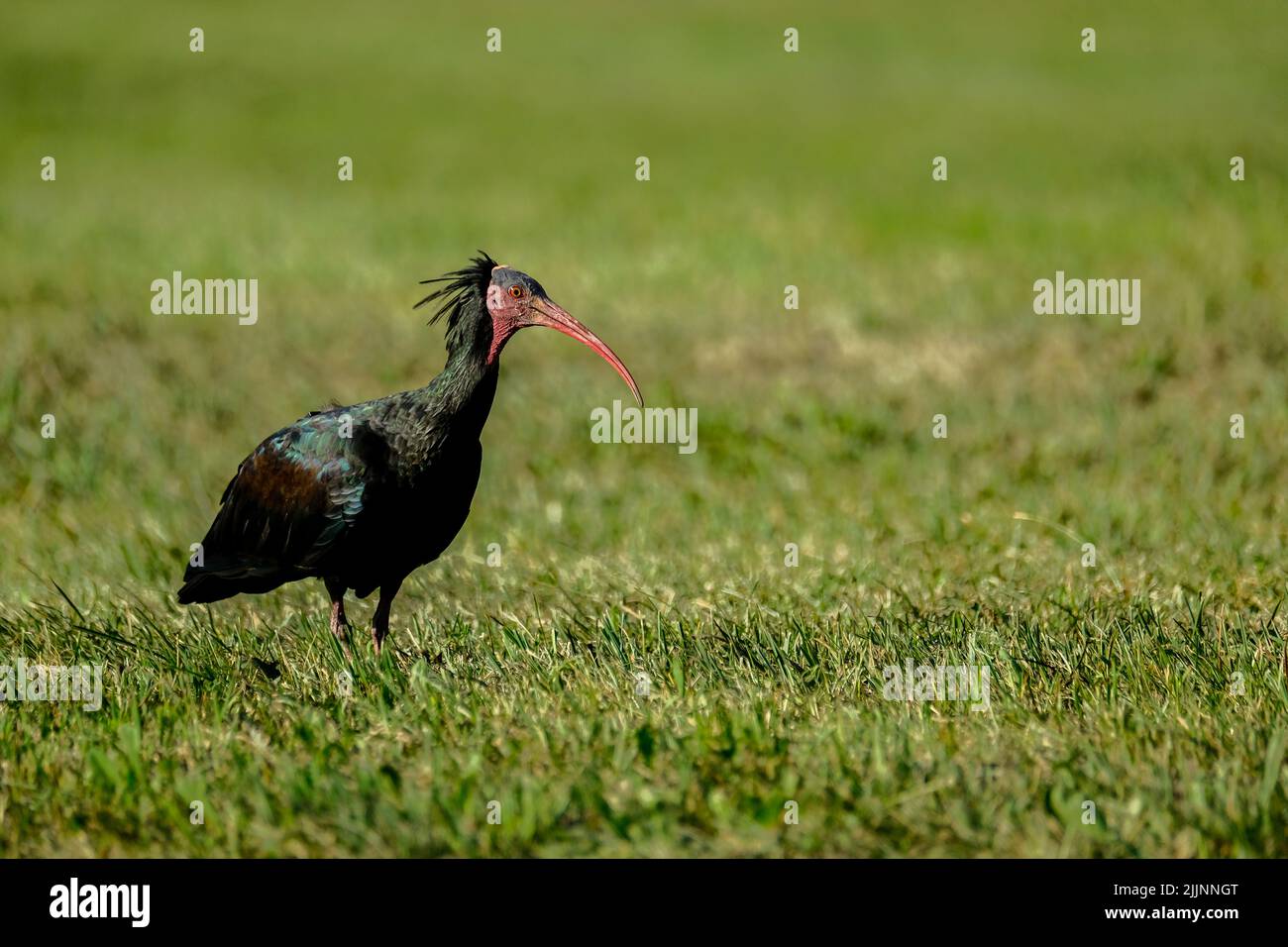 Ibis northern bald hi-res stock photography and images - Alamy