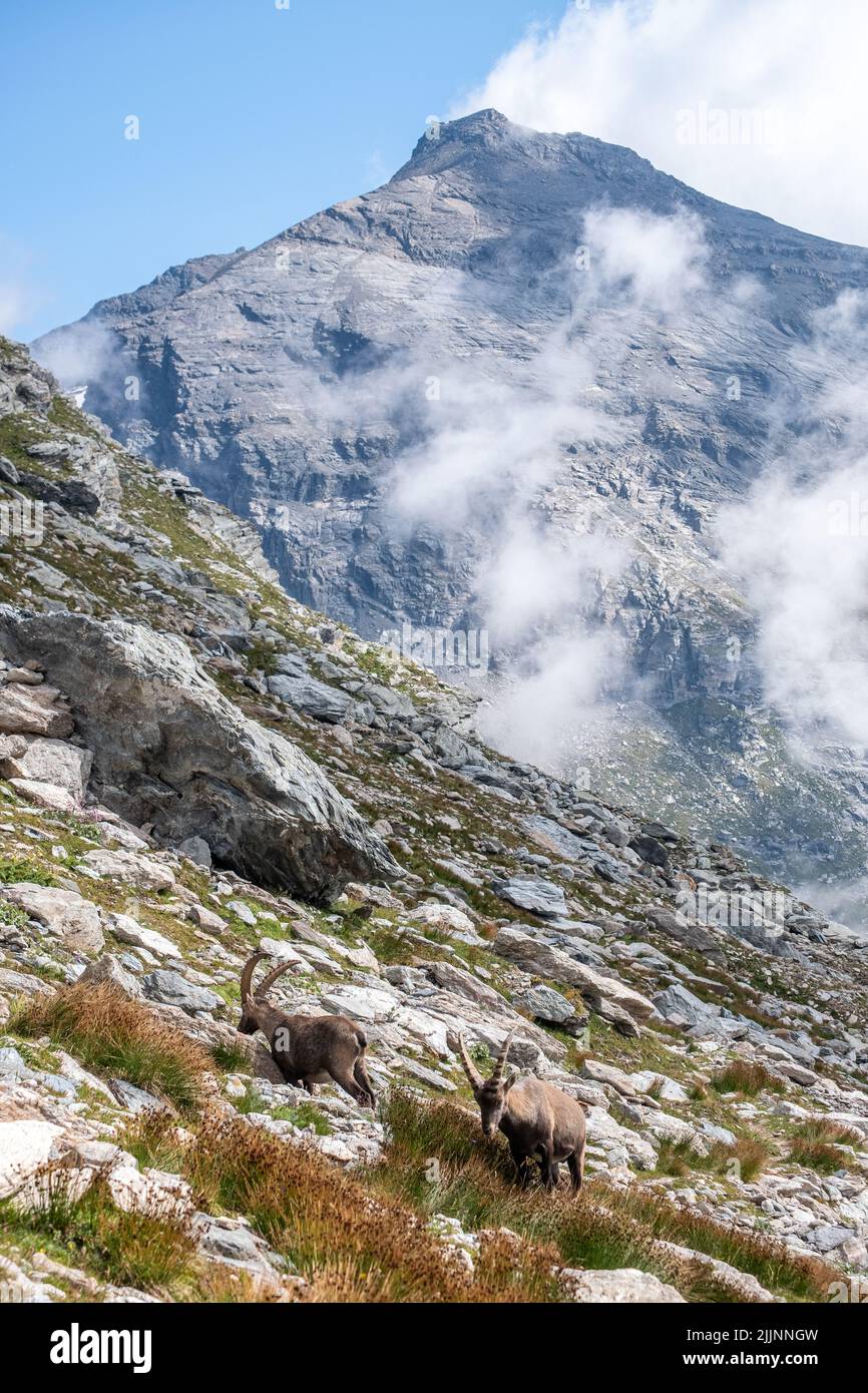 The brown Alpine ibex goats with long, sharp horns on the rocky hill ...
