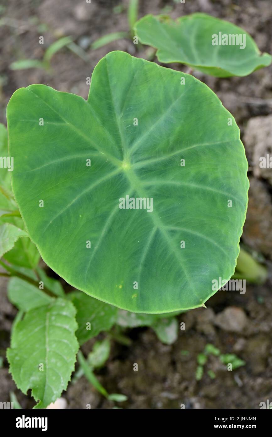 closeup the ripe green arabic leaf with plant growing in the farm soft ...