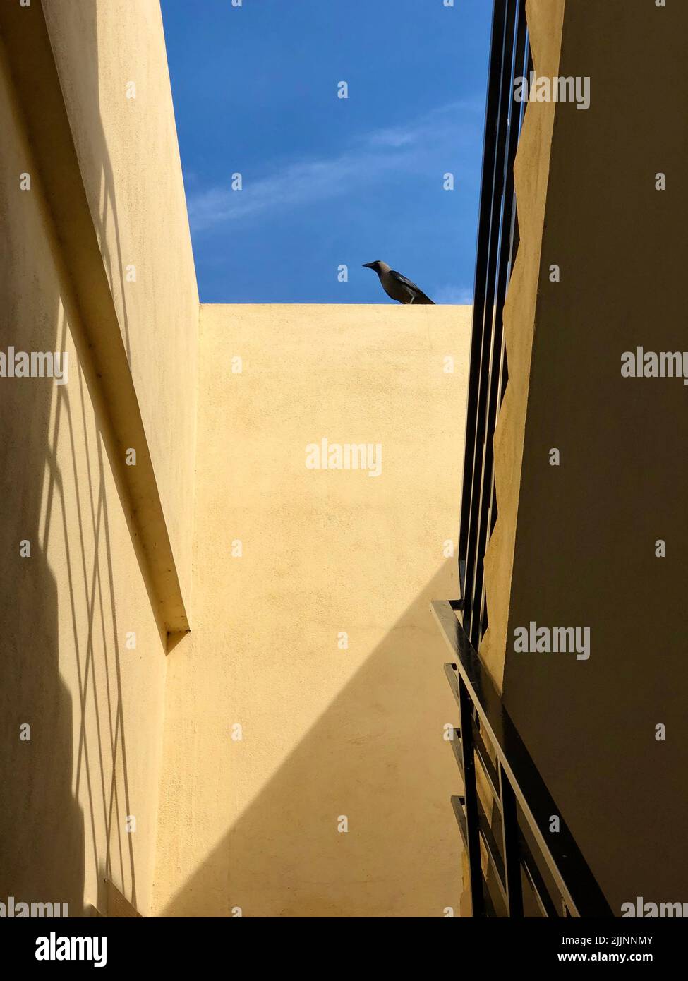 A vertical low angle shot of the crow perched on the yellow wall Stock ...