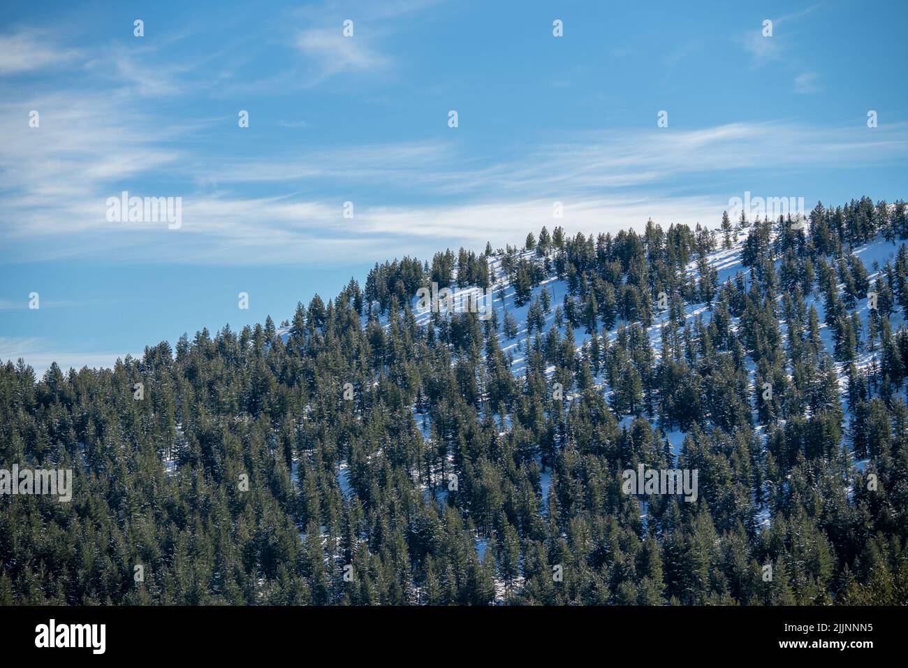 A natural view of a winter forest under a clear blue sky Stock Photo ...