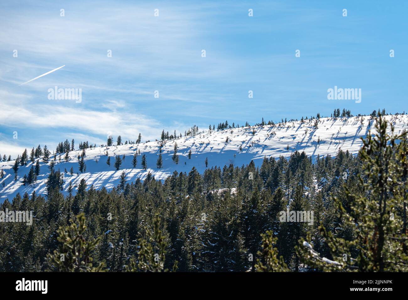 A natural view of a winter forest under a clear blue sky Stock Photo ...