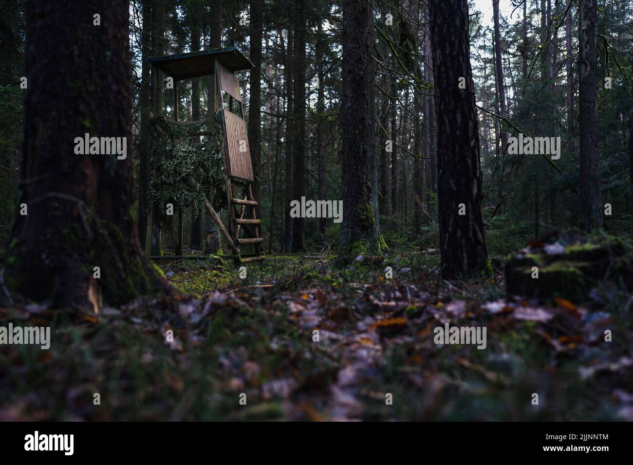 A view of the wooden architecture for the hunter in the dark forest ...