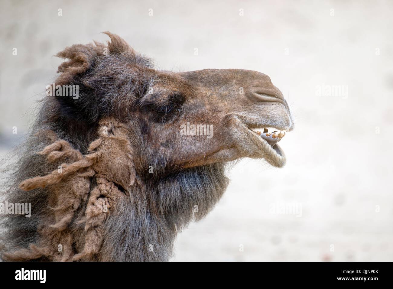 Camel teeth hi-res stock photography and images - Alamy