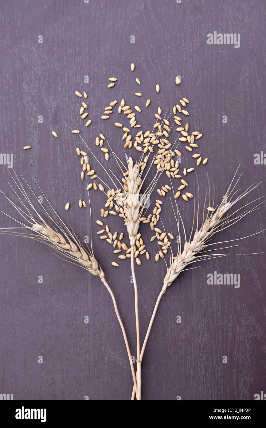 closeup the bunch ripe yellow brown wheat stitch grain with plant soft ...