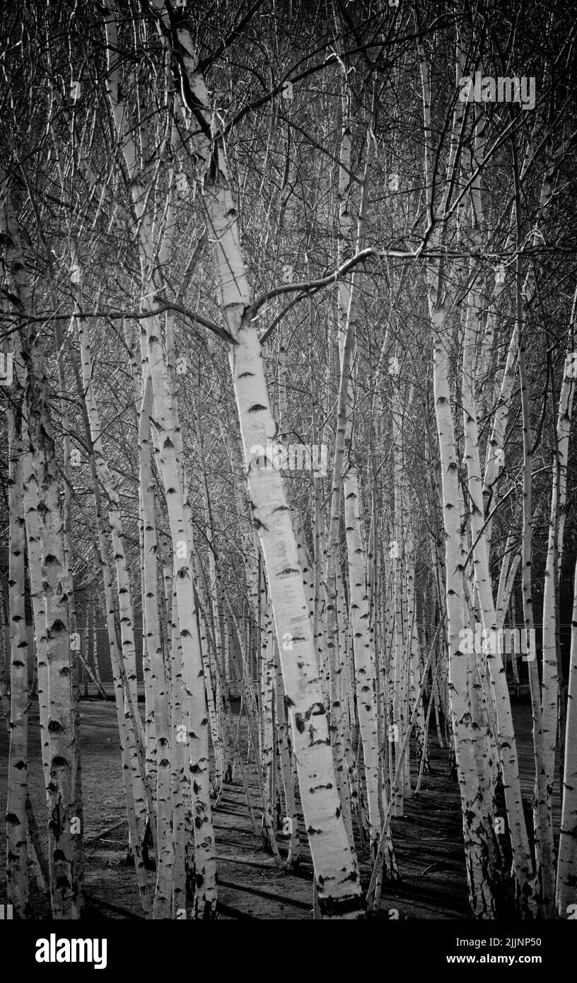 Grayscale shot tree in Black and White Stock Photos & Images - Alamy