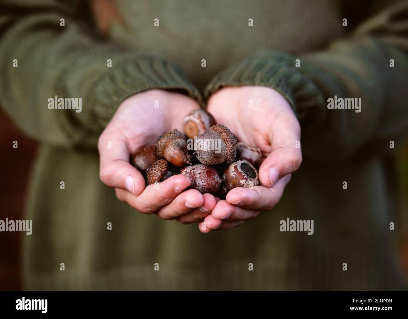 Child holds in hands lot of ripe brown acorns as a natural material for ...