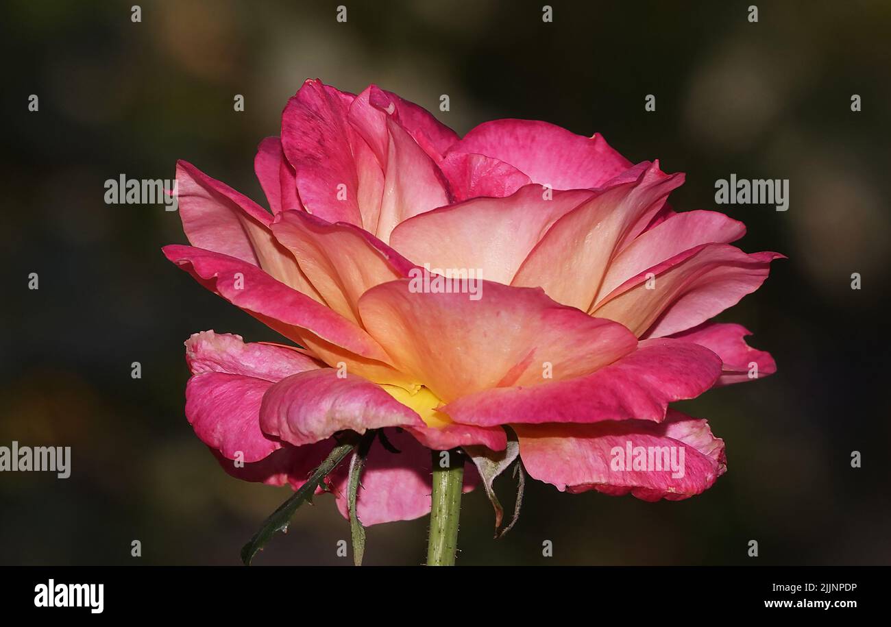 Roses of different varieties and species close-up Stock Photo - Alamy