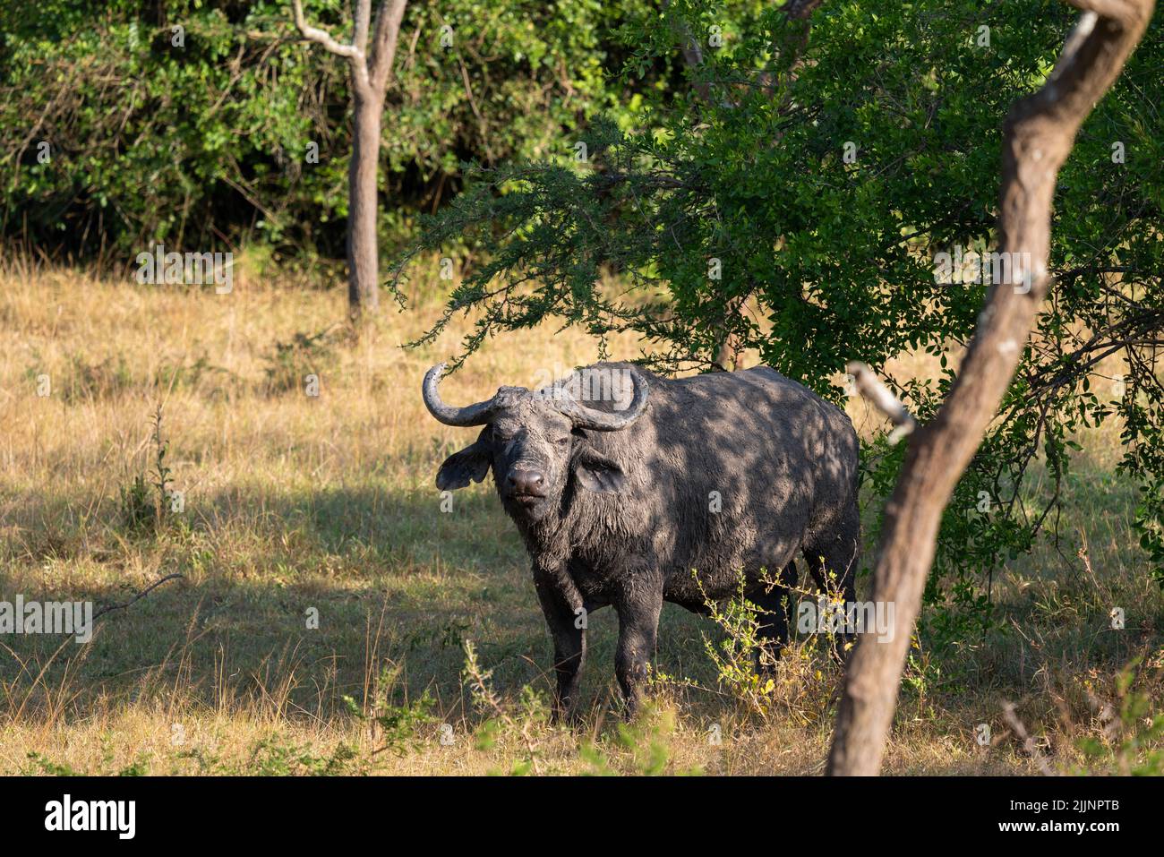 A natural view of an African buffalo resting under a tree in National ...