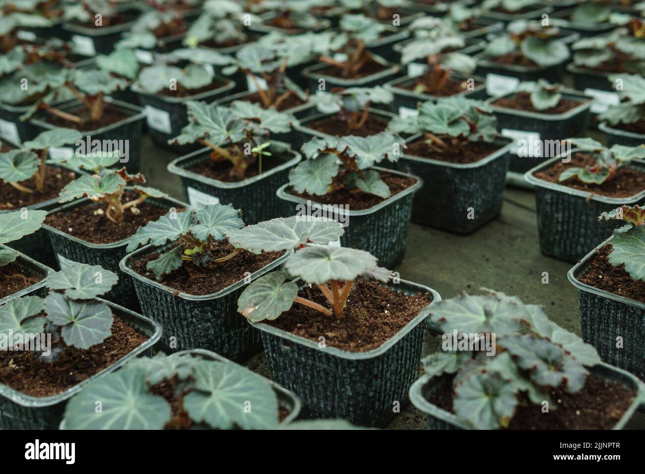 Greenhouse with a large variety of green plants. The concept of ...