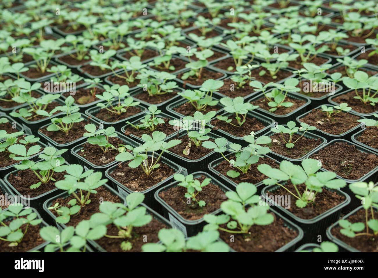 Greenhouse with a large variety of green plants. The concept of ...