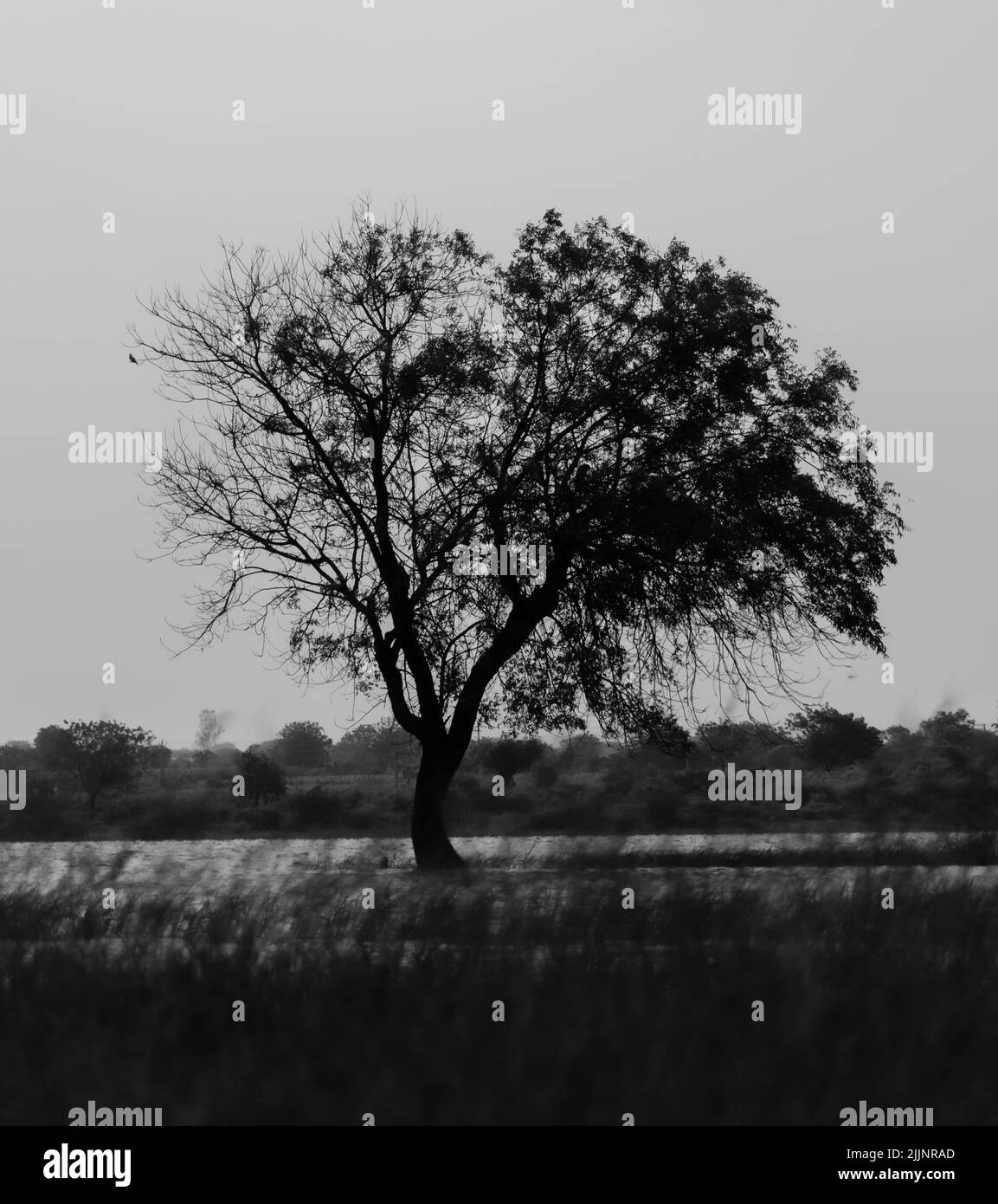 Grayscale shot tree in Black and White Stock Photos & Images - Alamy