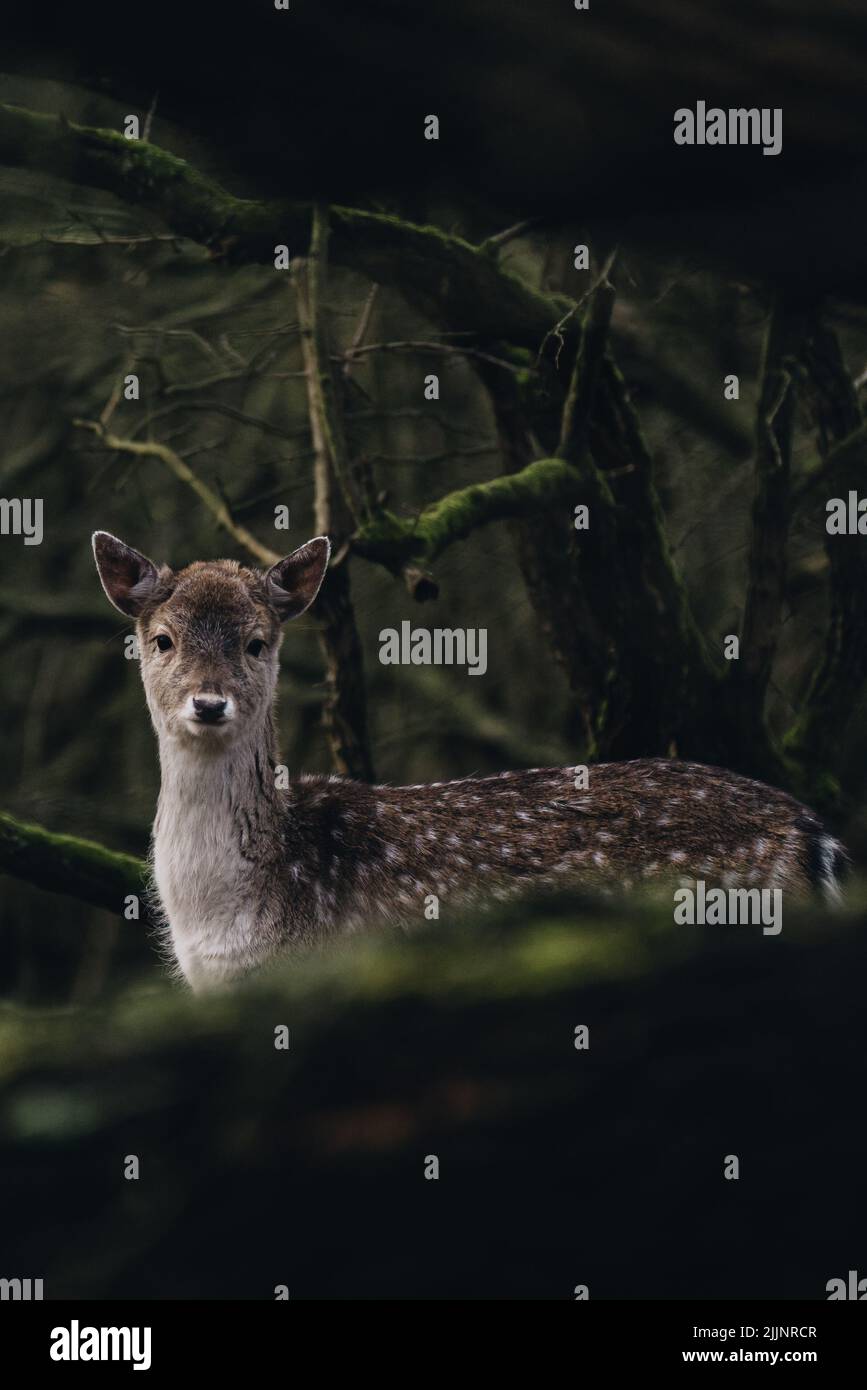 Wildlife animals natural habitat hi-res stock photography and images ...