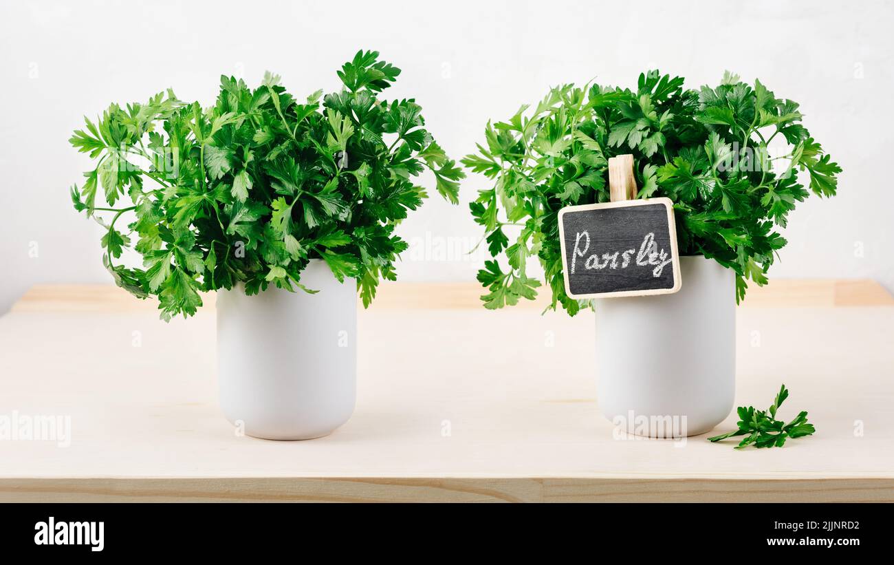 A bunch of green fresh parsley in a ceramic cup Stock Photo - Alamy