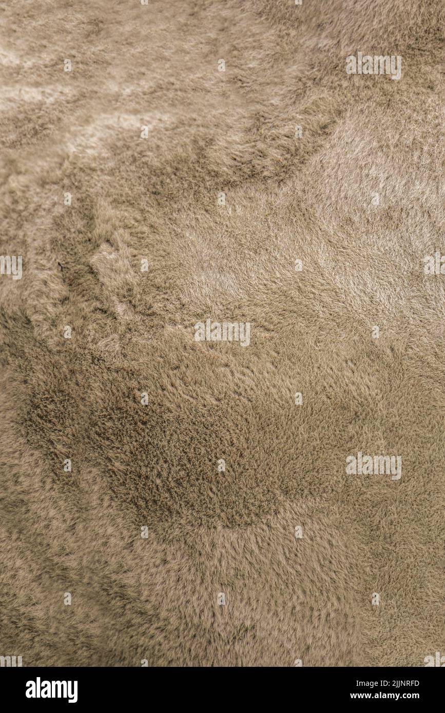 Camel texture. Camel skin close up. Camel wool for background or ...