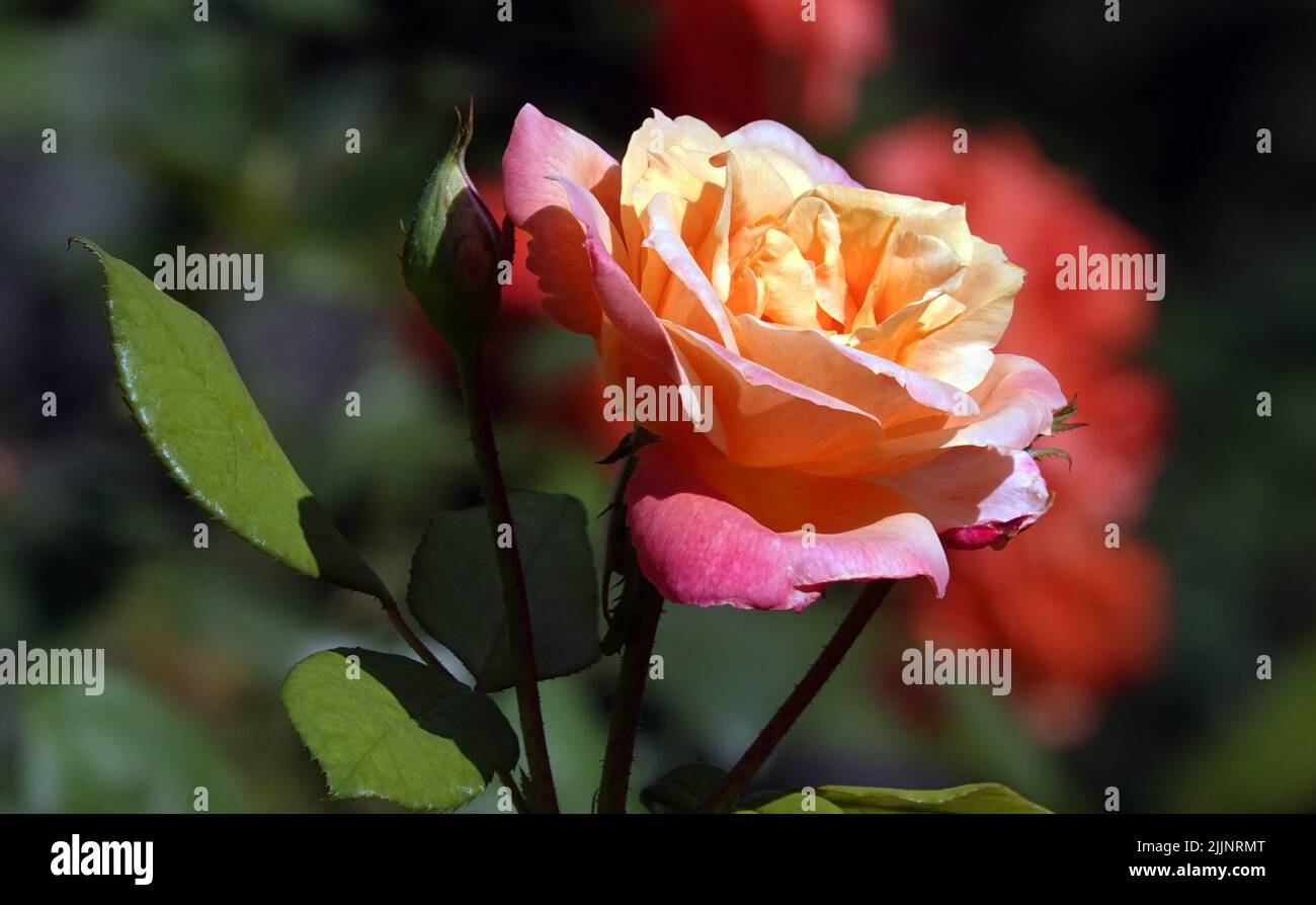 Roses of different varieties and species close-up Stock Photo - Alamy