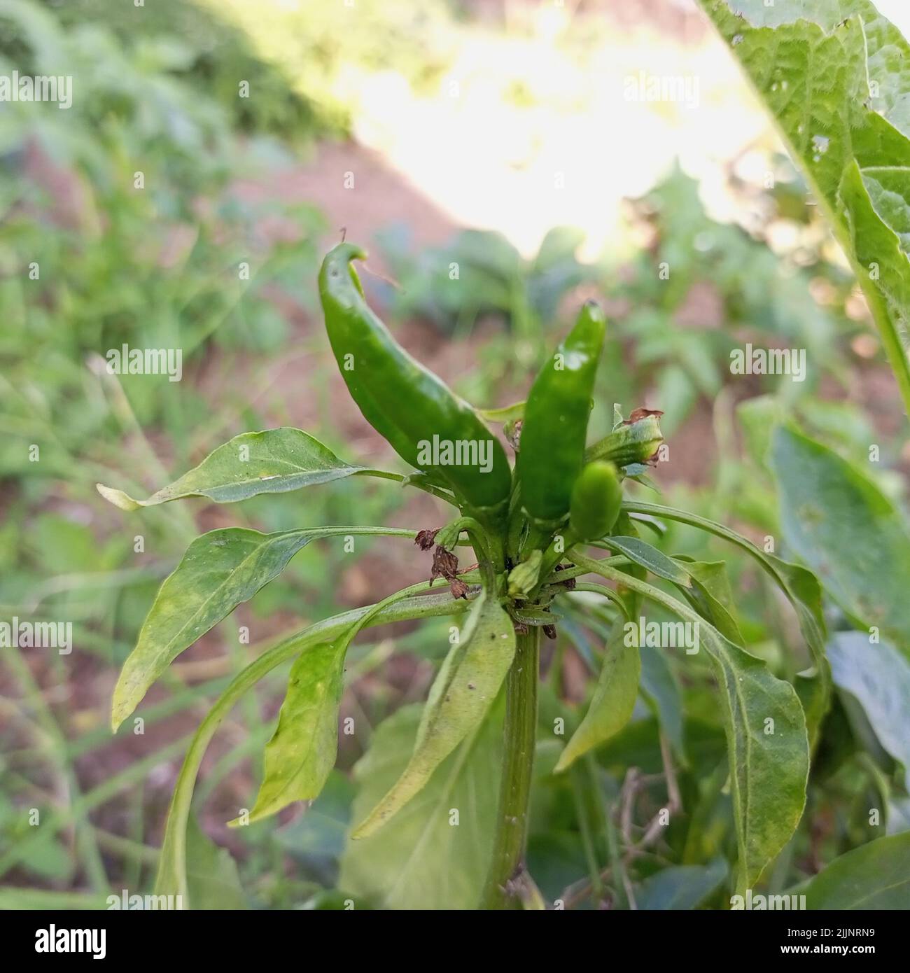 Closeup shot growing capsicum hi-res stock photography and images - Alamy