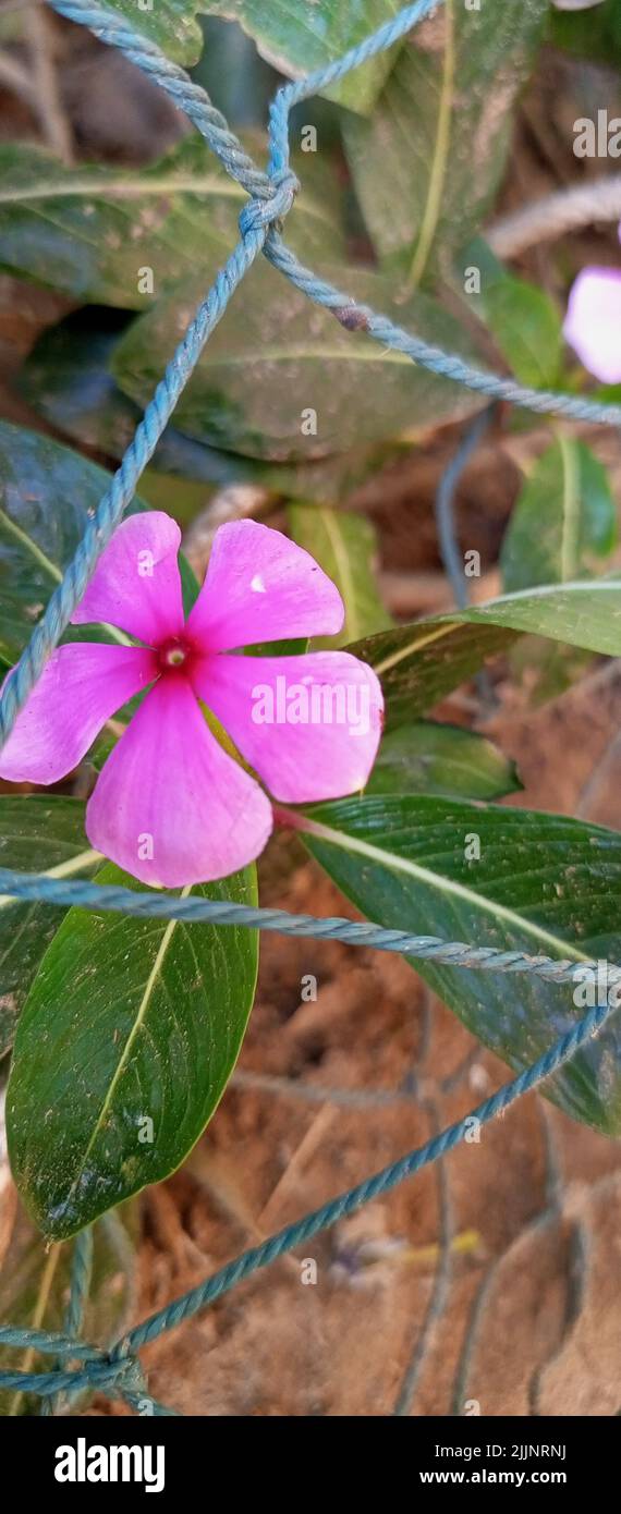 Catharanthus species hi-res stock photography and images - Alamy
