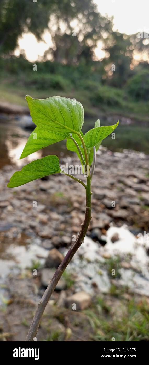 Green vertical leaves in hi-res stock photography and images - Alamy