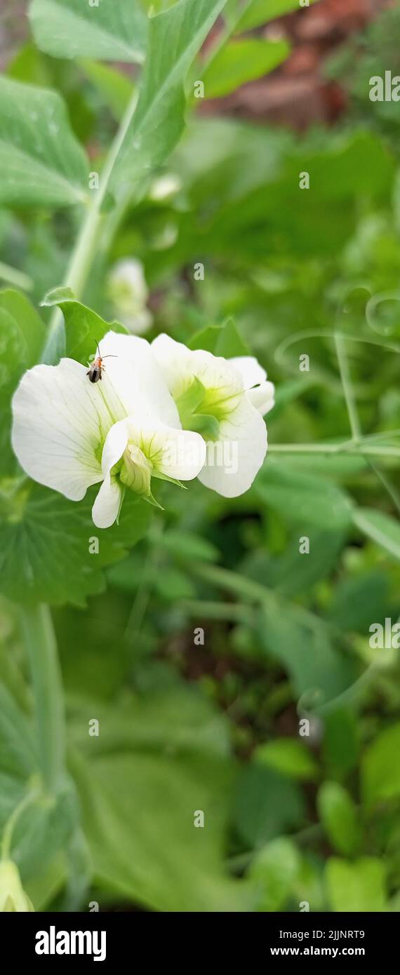A vertical closeup shot of the flowers of the Pisum plant Stock Photo ...