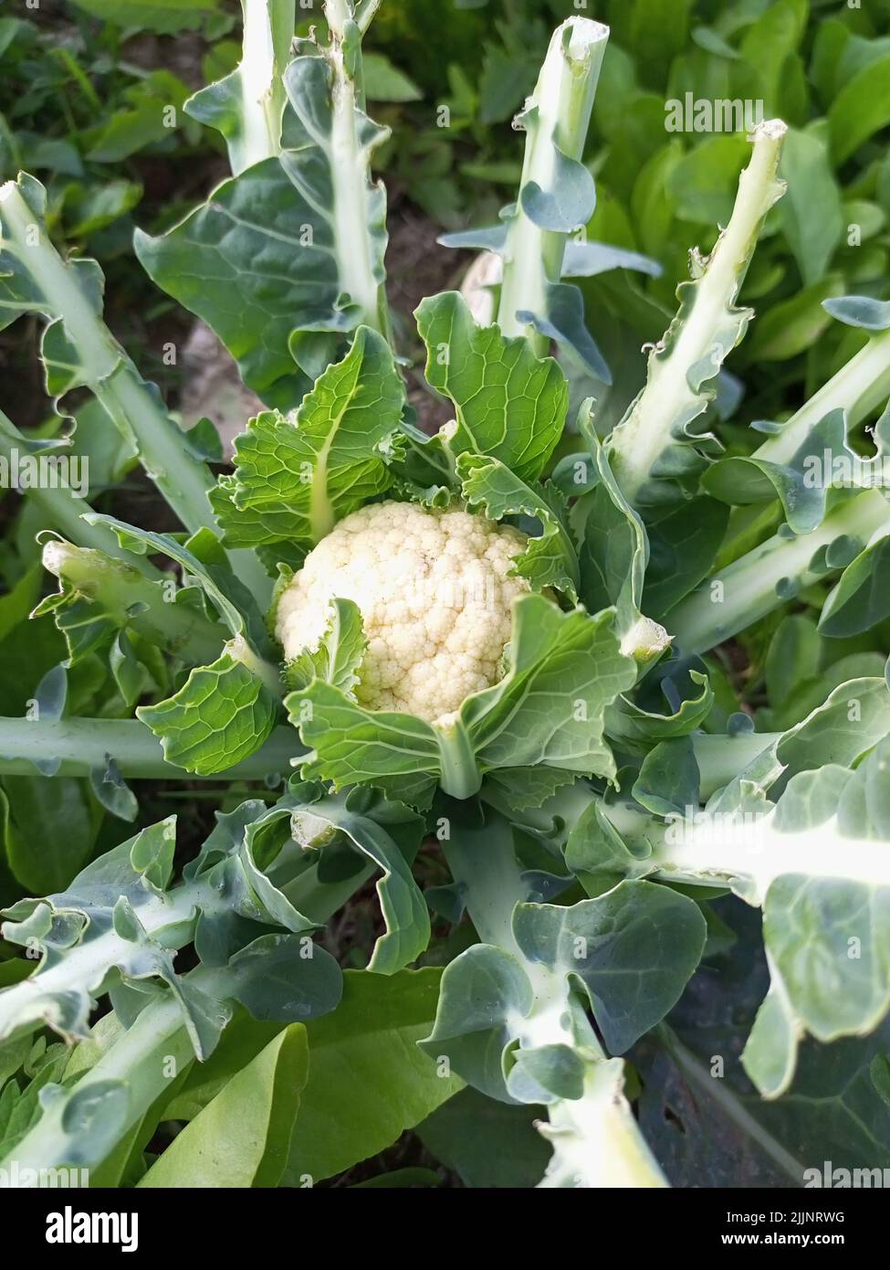 A vertical closeup shot of a Cauliflower growing in nature Stock Photo ...