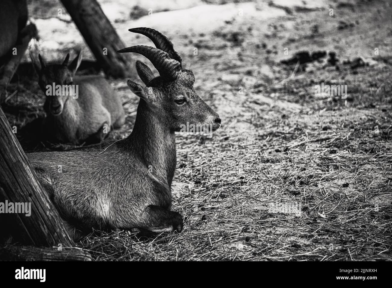 A grayscale shot of two wild goats (Capra aegagrus) sitting on the ...