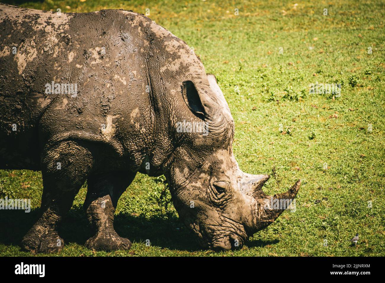 Closeup shot big rhino hi-res stock photography and images - Alamy