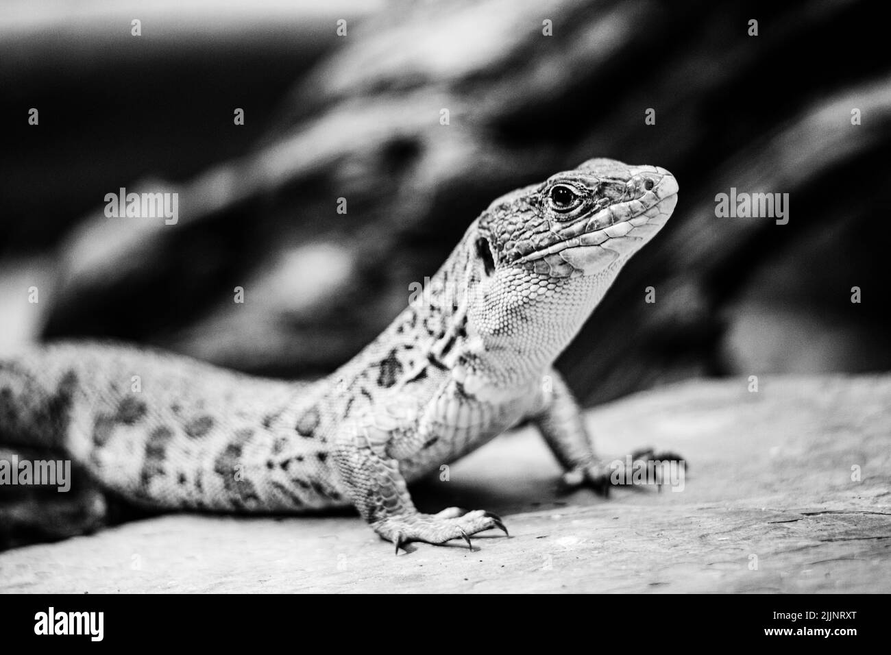 Lizard on rock Black and White Stock Photos & Images - Alamy