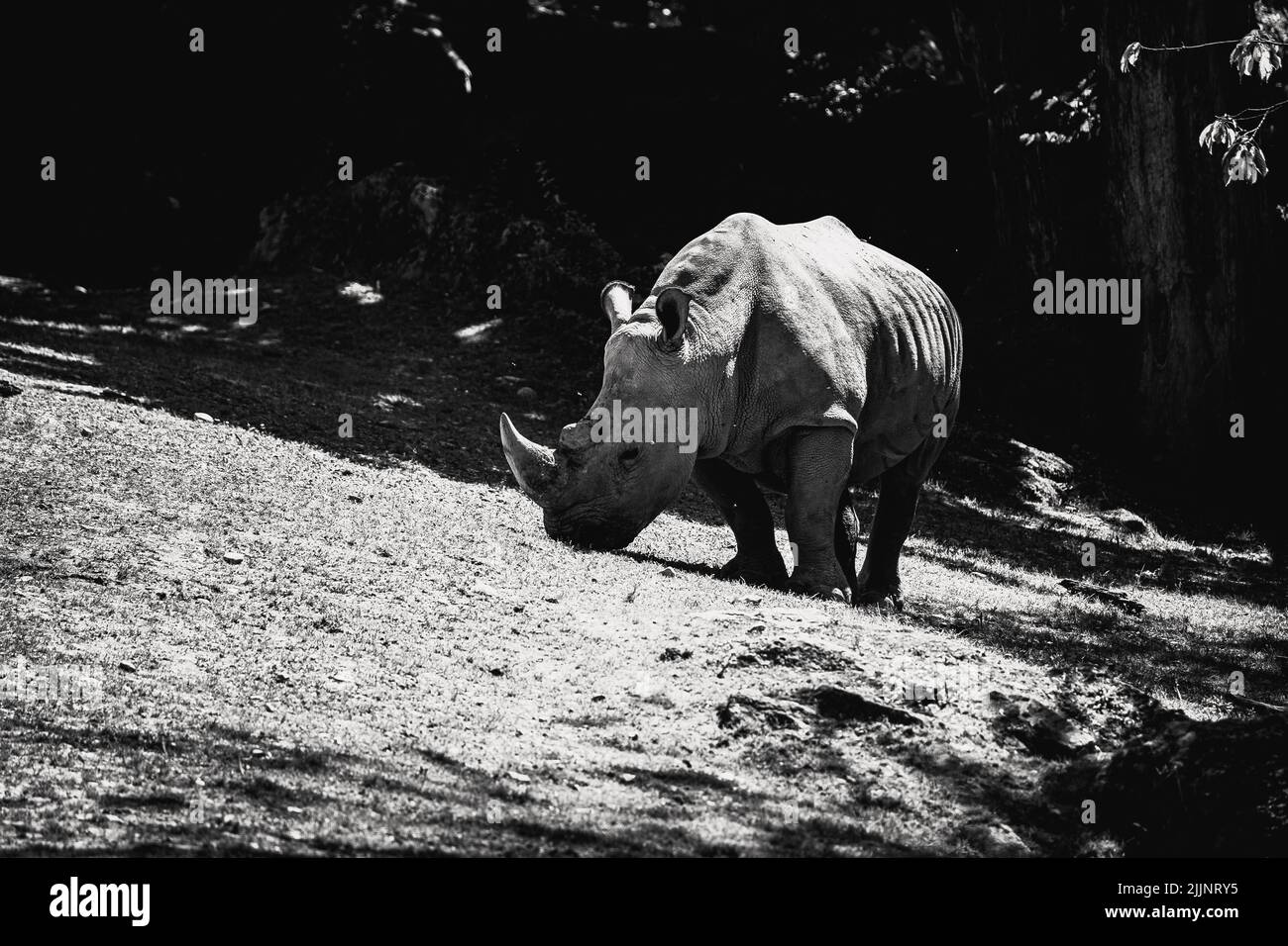 A grayscale shot of a big rhino freely walking in the zoo Stock Photo ...