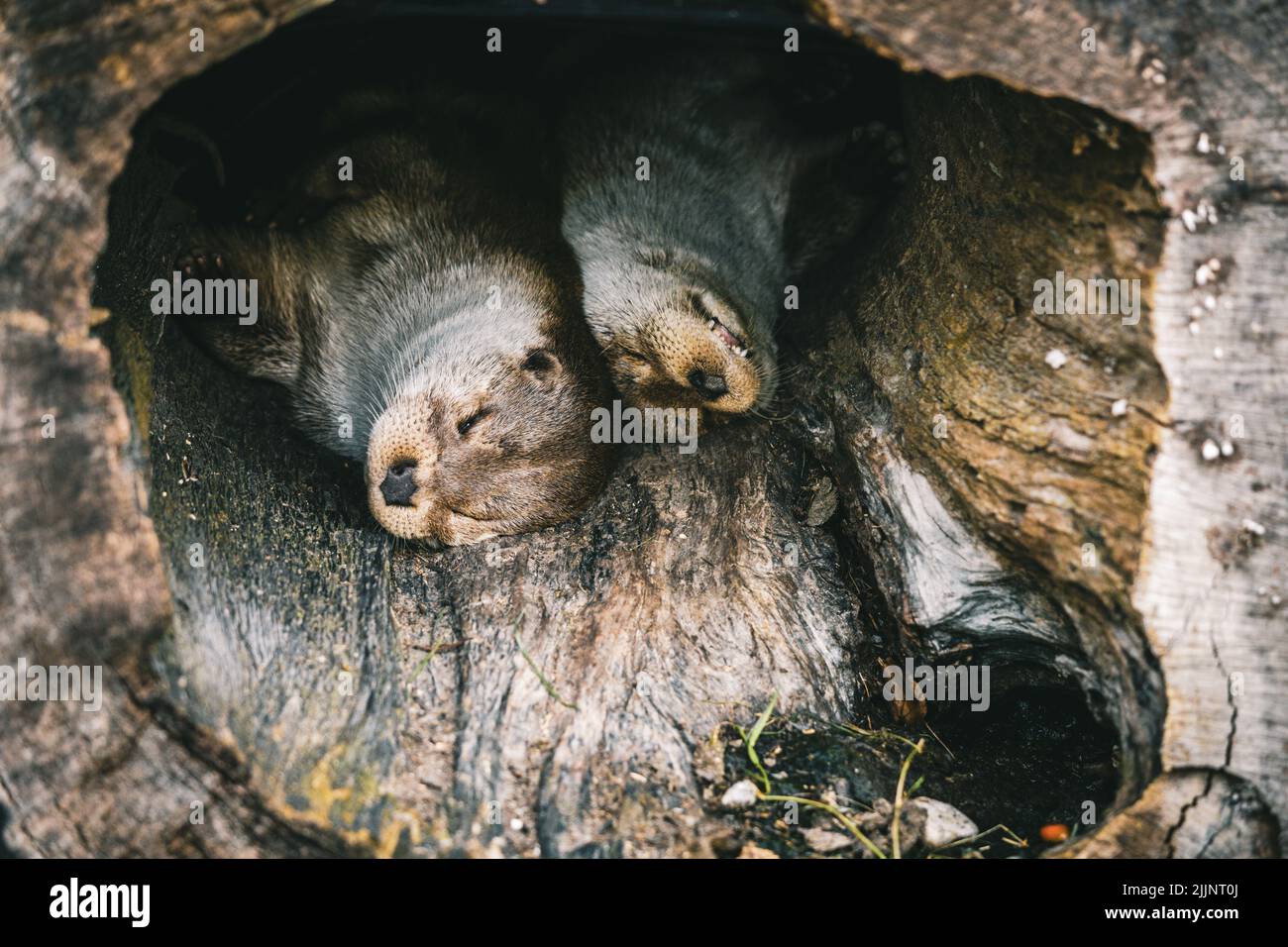 Sleeping otters hi-res stock photography and images - Alamy