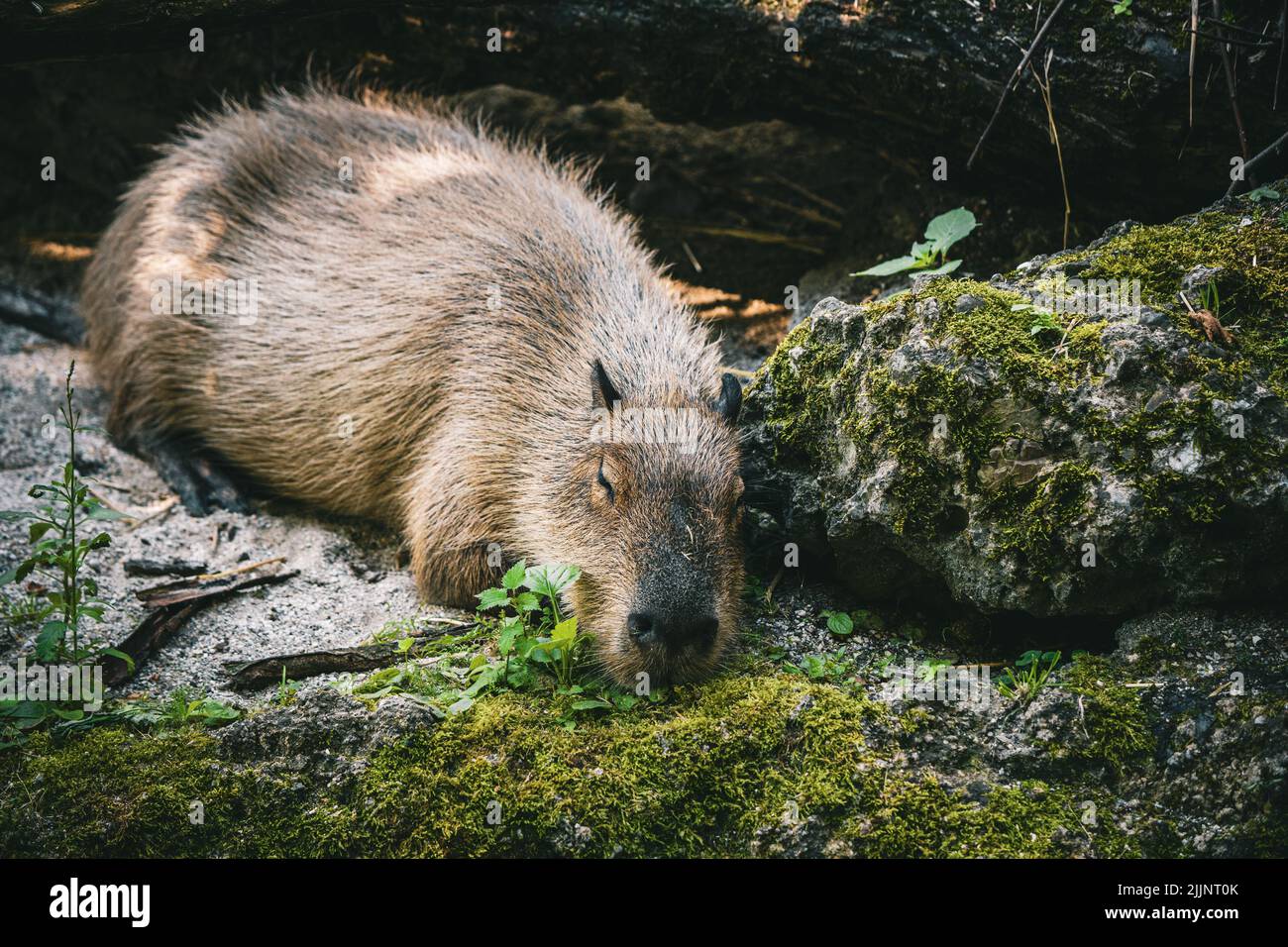Sleeping capybara hi-res stock photography and images - Alamy