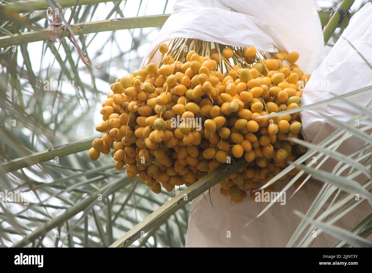 a Yellow dates bunches in a date palm tree Stock Photo - Alamy