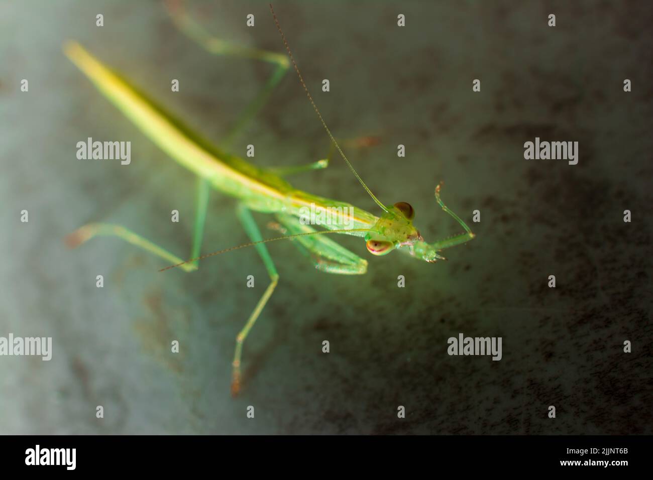 A top view shot of New Zealand mantis insect Stock Photo - Alamy