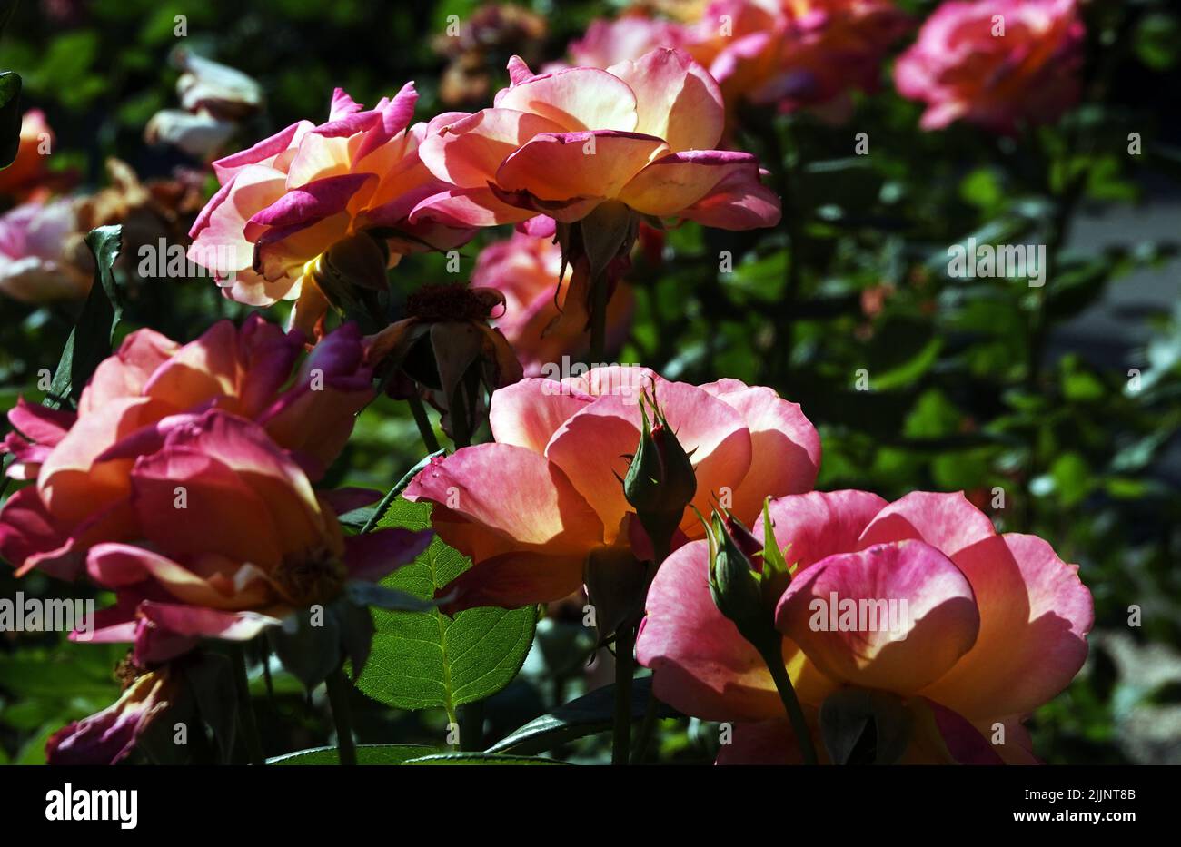 Roses of different varieties and species close-up Stock Photo - Alamy