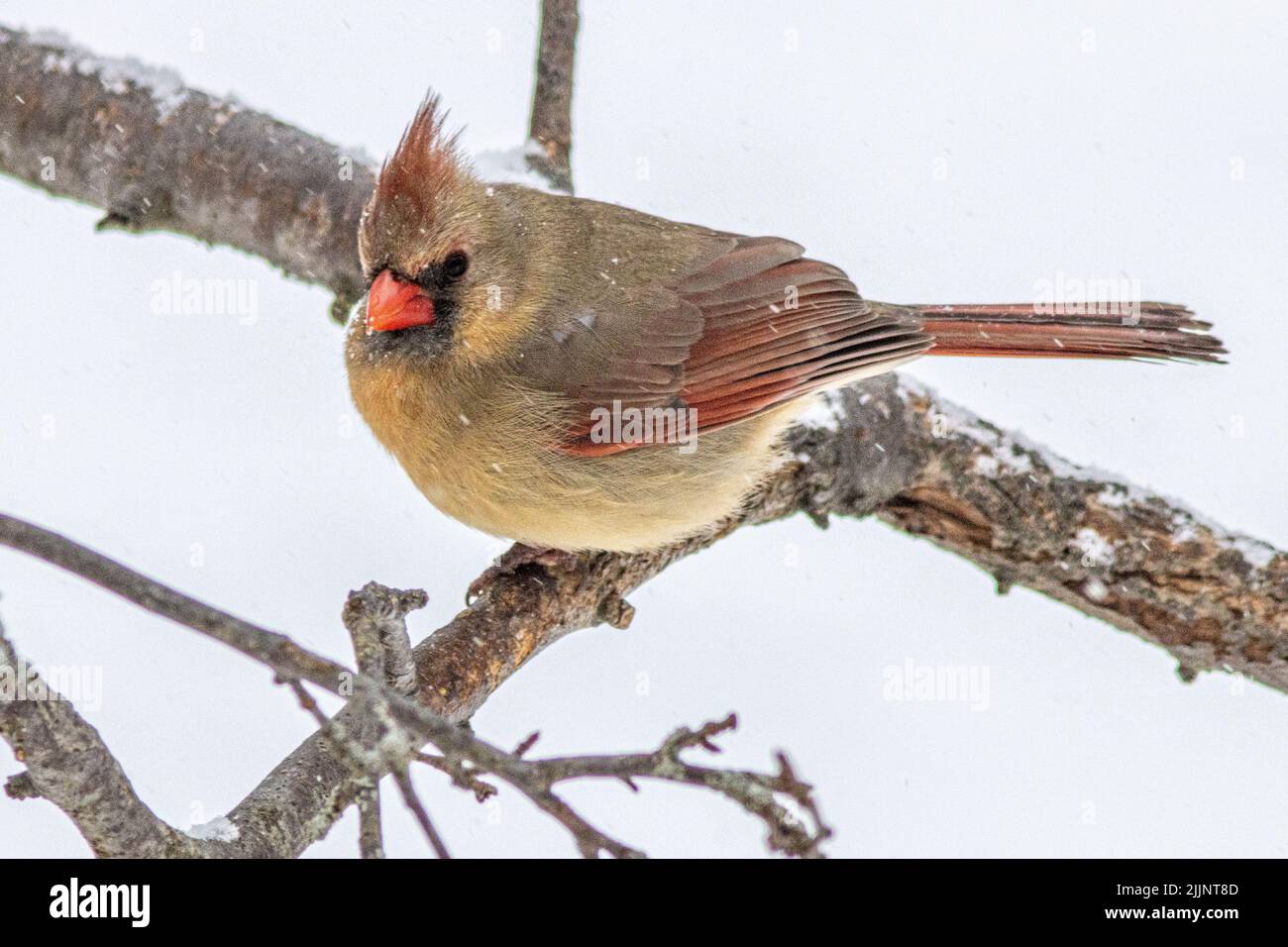 Female cardinal bird hi-res stock photography and images - Alamy