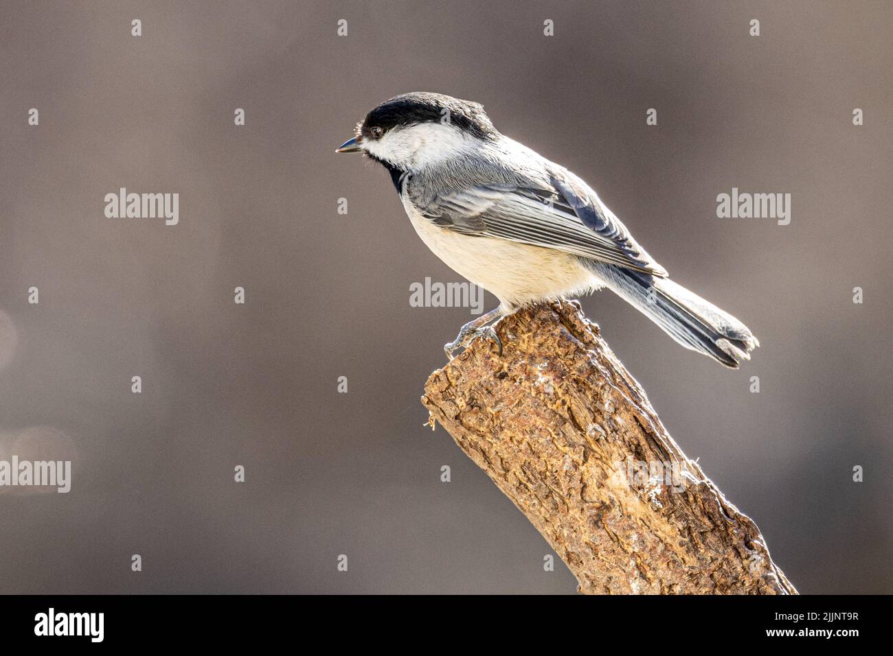 A chickadee sits on a tree branch Stock Photo - Alamy