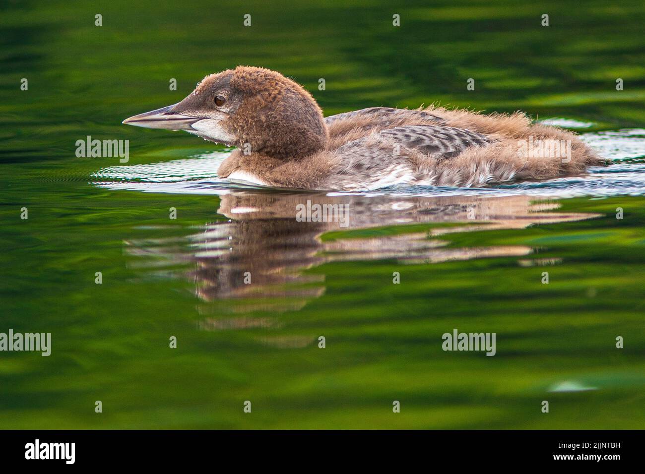 A baby common loon in Willard Pond, New Hampshire Stock Photo - Alamy