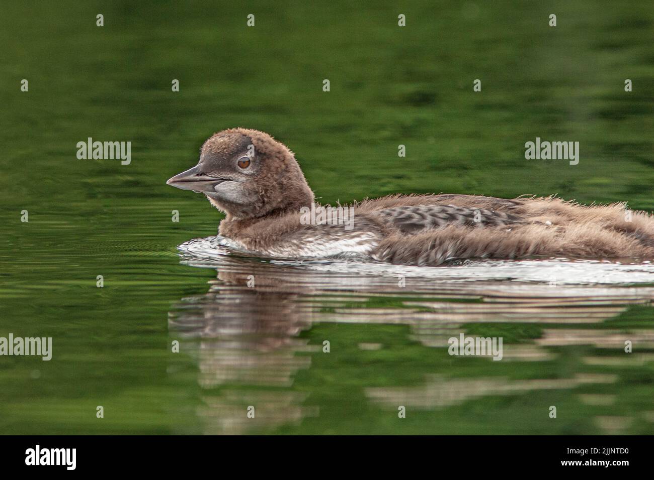 A baby common loon in Willard Pond, New Hampshire Stock Photo - Alamy