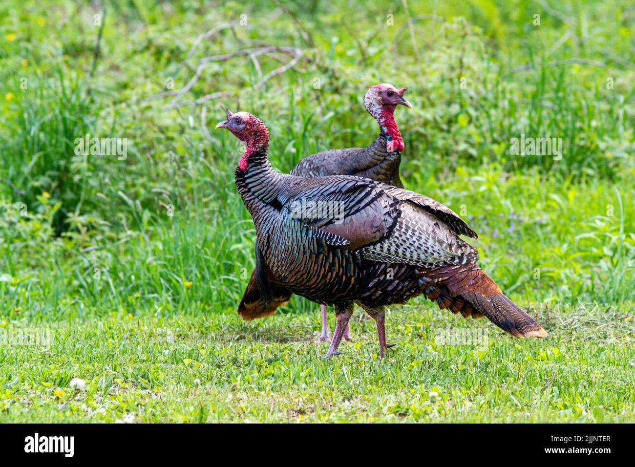 Massachusetts male hi-res stock photography and images - Alamy