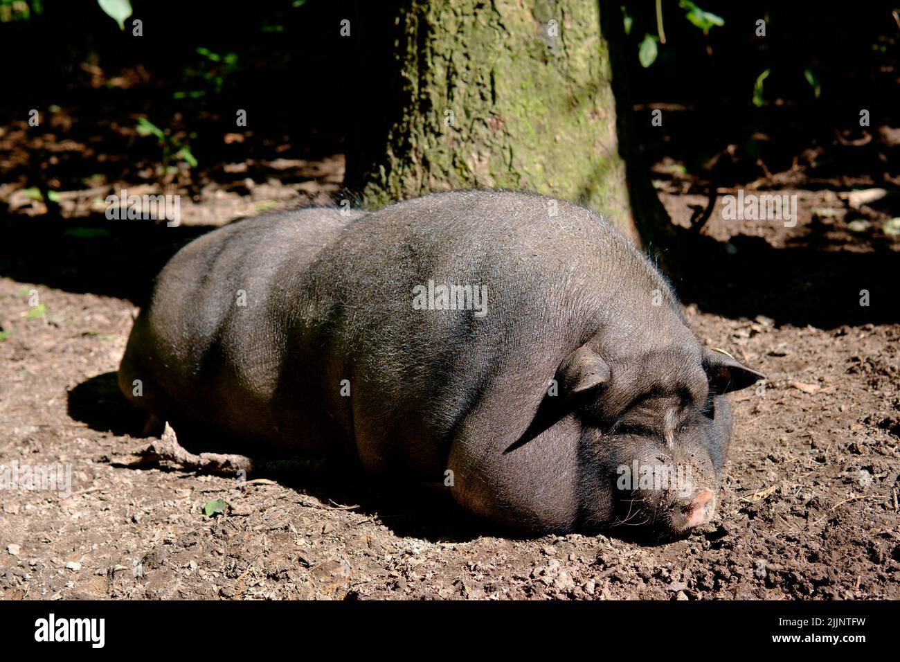 A big boar lying under a tree Stock Photo - Alamy