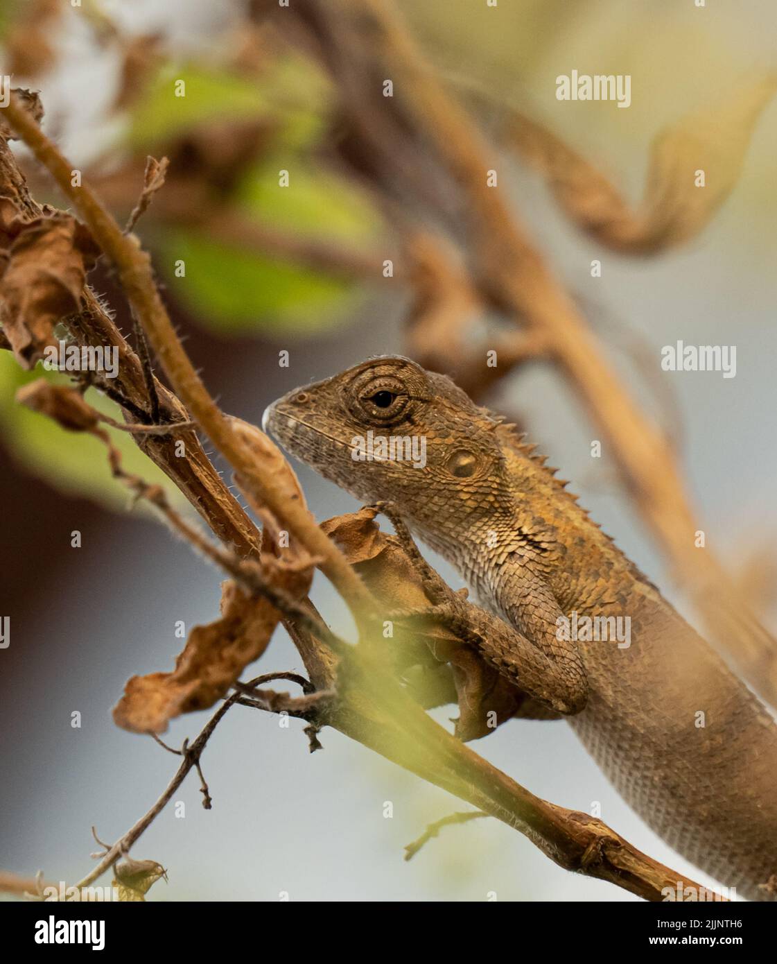 Fauna tropical fauna vertical hi-res stock photography and images - Alamy