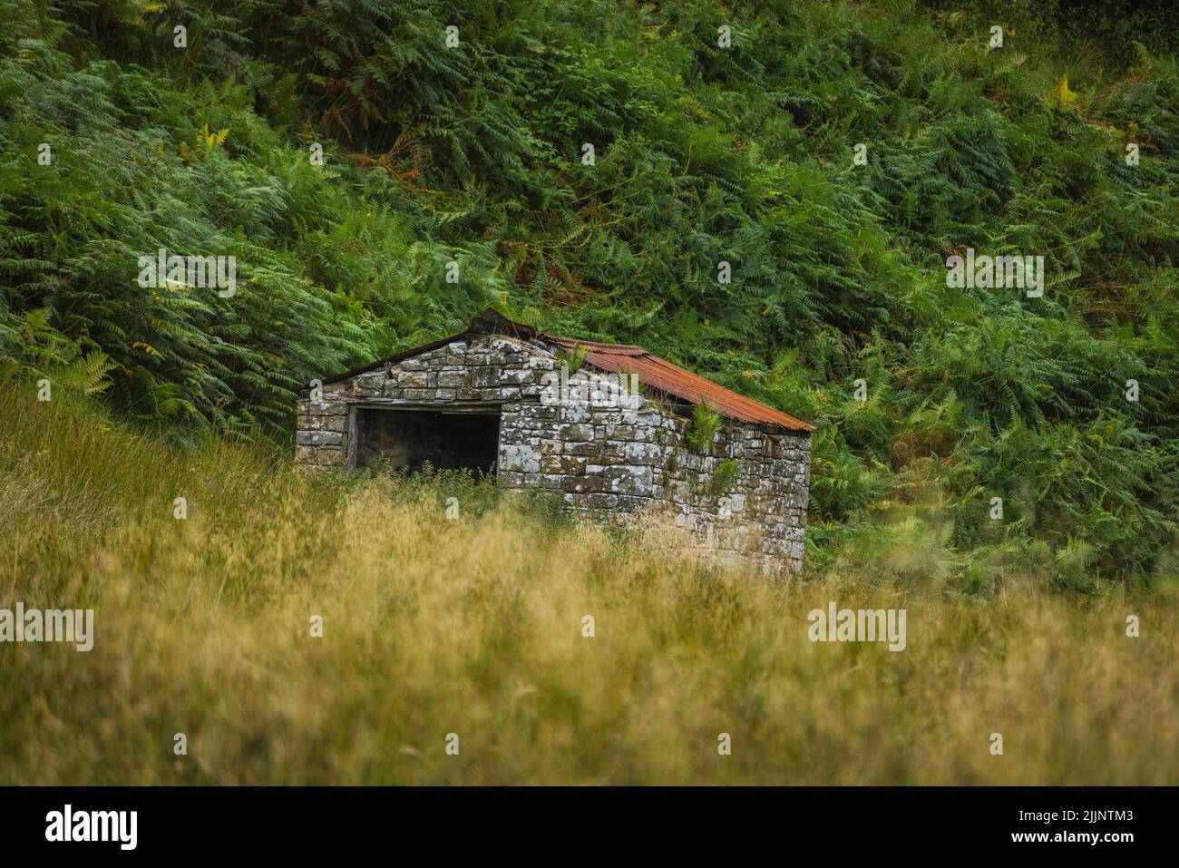 An abandoned stone building isolated in the field with dense green ...