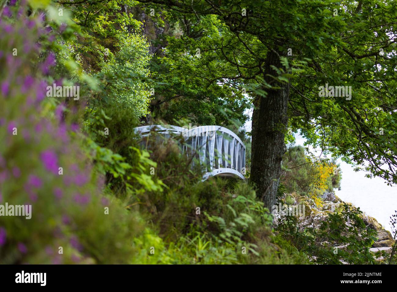 A small white bridge surrounded by dense green trees, plants and ...