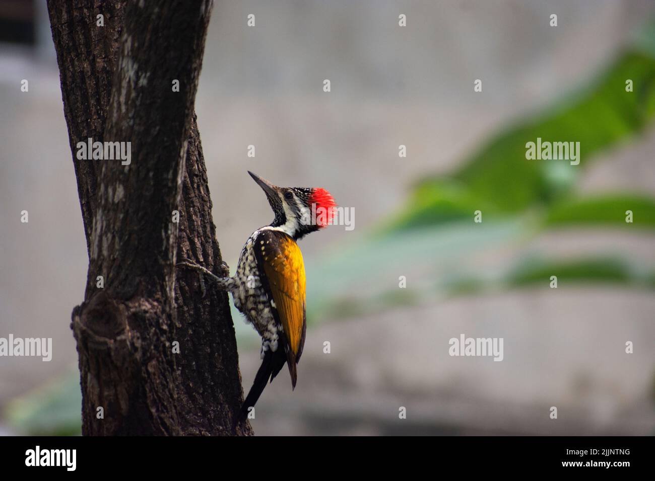 The pileated woodpecker is a large, mostly black woodpecker native to ...